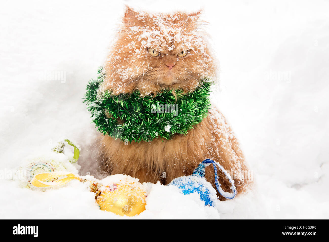 Persian cat in snow with Christmas ornaments Stock Photo - Alamy