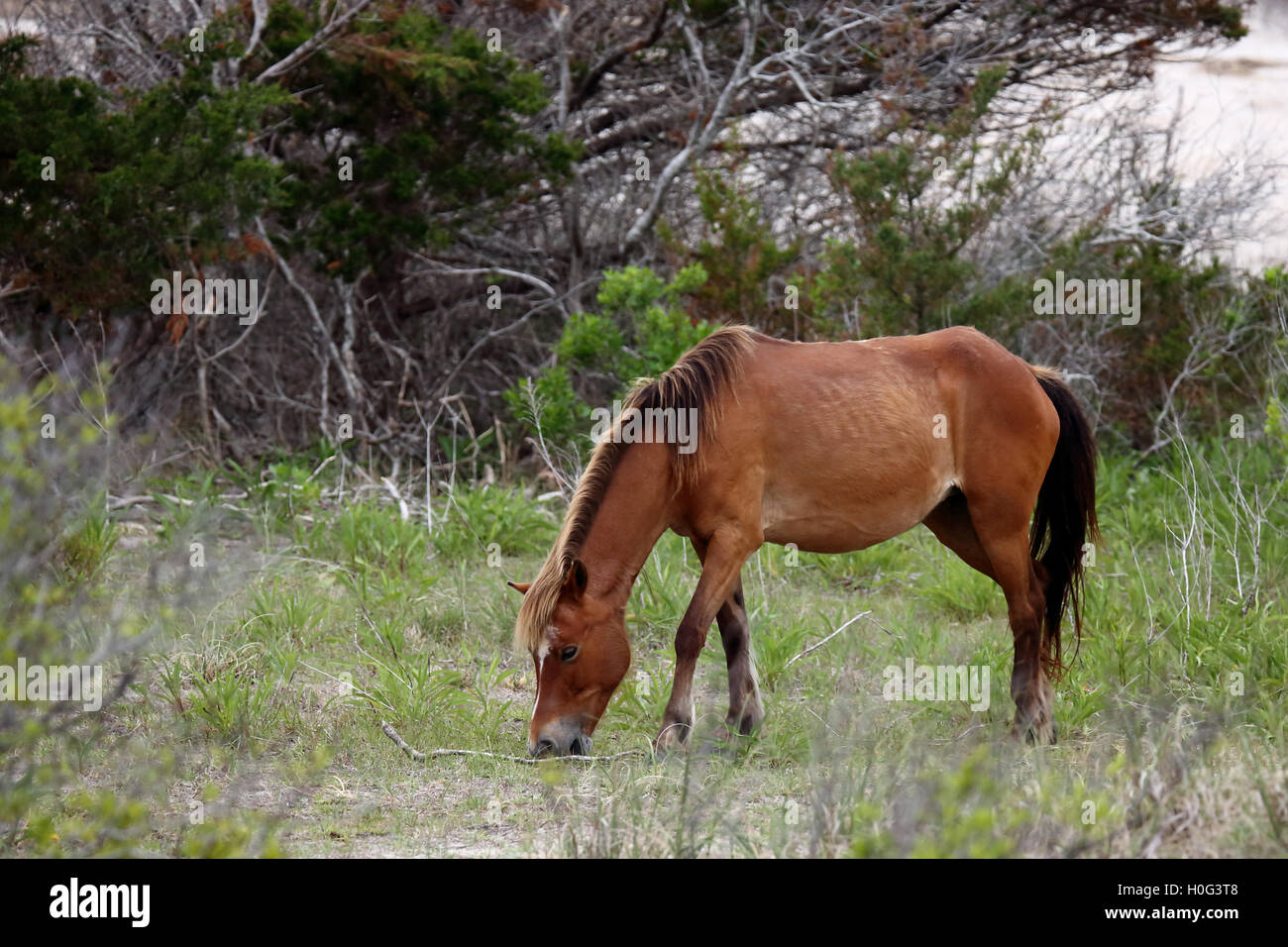 Wild Spanish mustangs of Shackleford Banks North Carolina Stock Photo ...