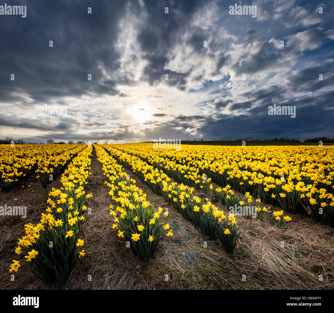 Daffodil fields hi-res stock photography and images - Alamy