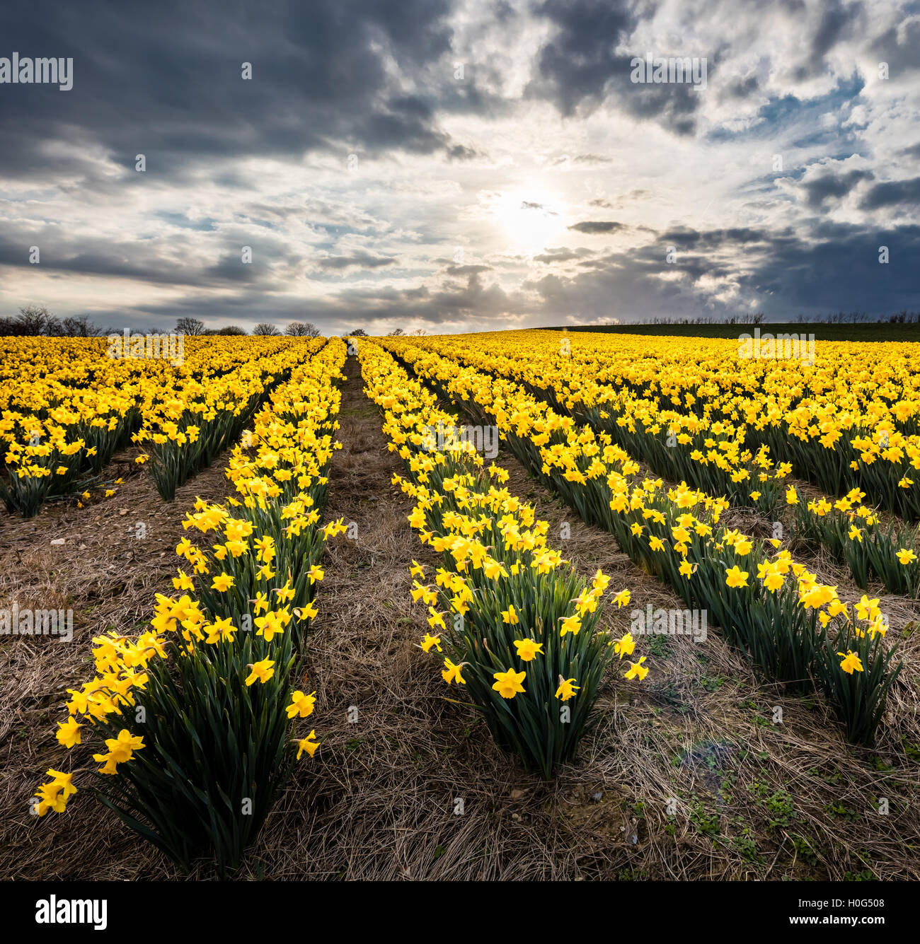 Daffodil fields hi-res stock photography and images - Alamy