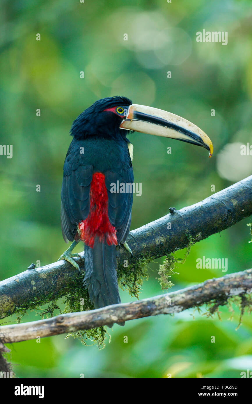 Pale mandibled aracari pteroglossus erythropygius hi-res stock ...