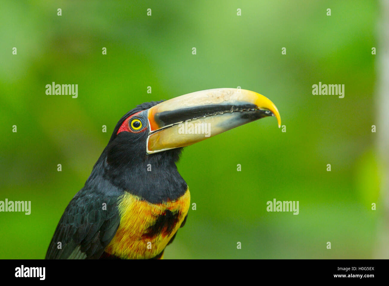 pale-mandibled aracari adult bird perched on the branch of a tree in a ...