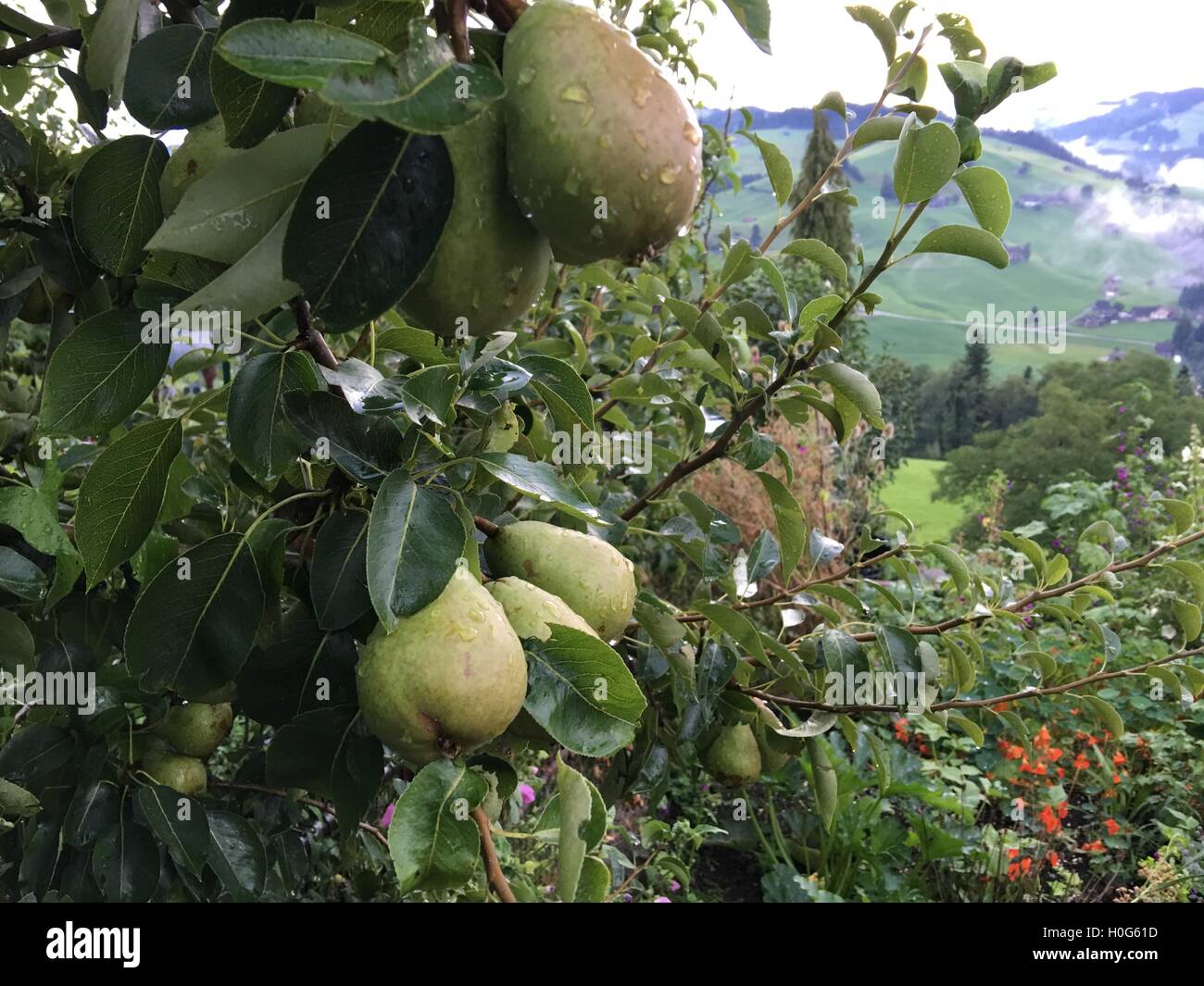 Hanging pears tree hi-res stock photography and images - Alamy