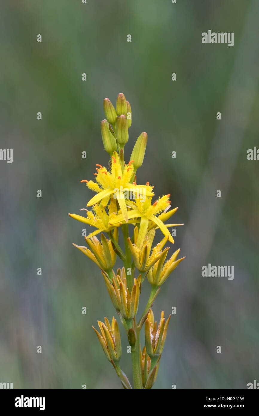 bog asphodel flower (Narthecium ossifragum) growing in bog habitat in ...