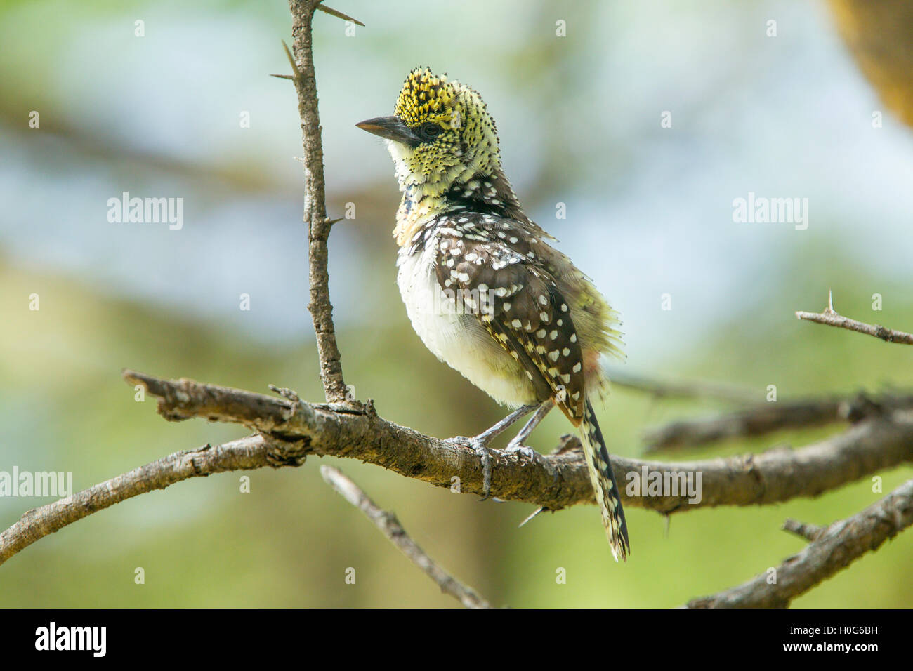 Barbet barbets bird birds animal animals africa african wildlife nature ...