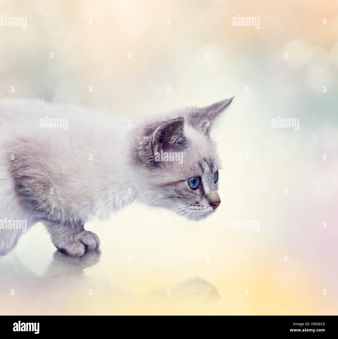 Portrait of White Kitten with reflection Stock Photo - Alamy