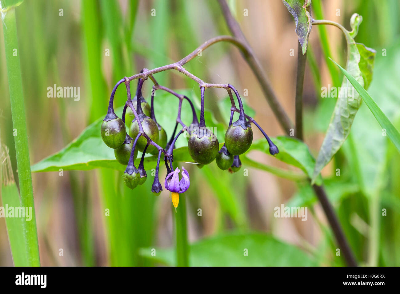 Marsh berries hi-res stock photography and images - Alamy