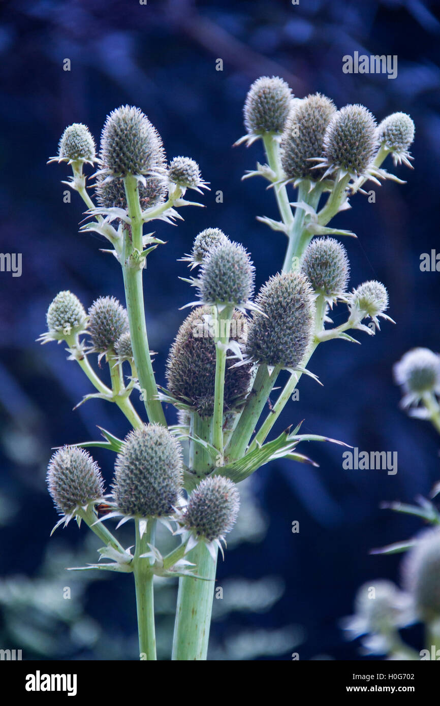 Thistle, Norfolk, England Stock Photo - Alamy