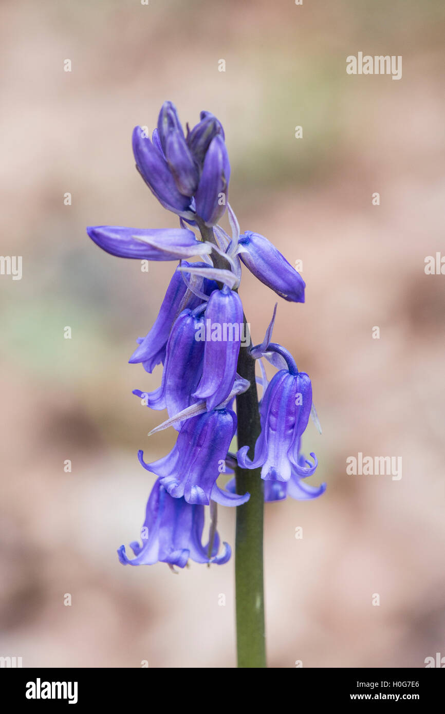 common bluebell (Hyacinthoides non-scripta) flower in ancient woodland ...