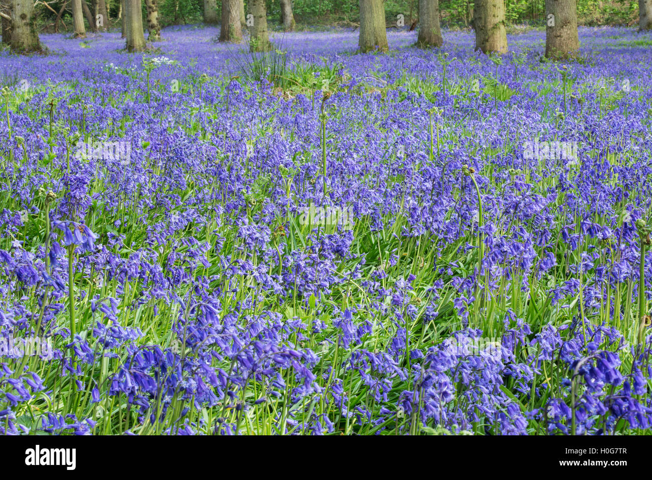 common bluebell (Hyacinthoides non-scripta) flower in ancient woodland ...