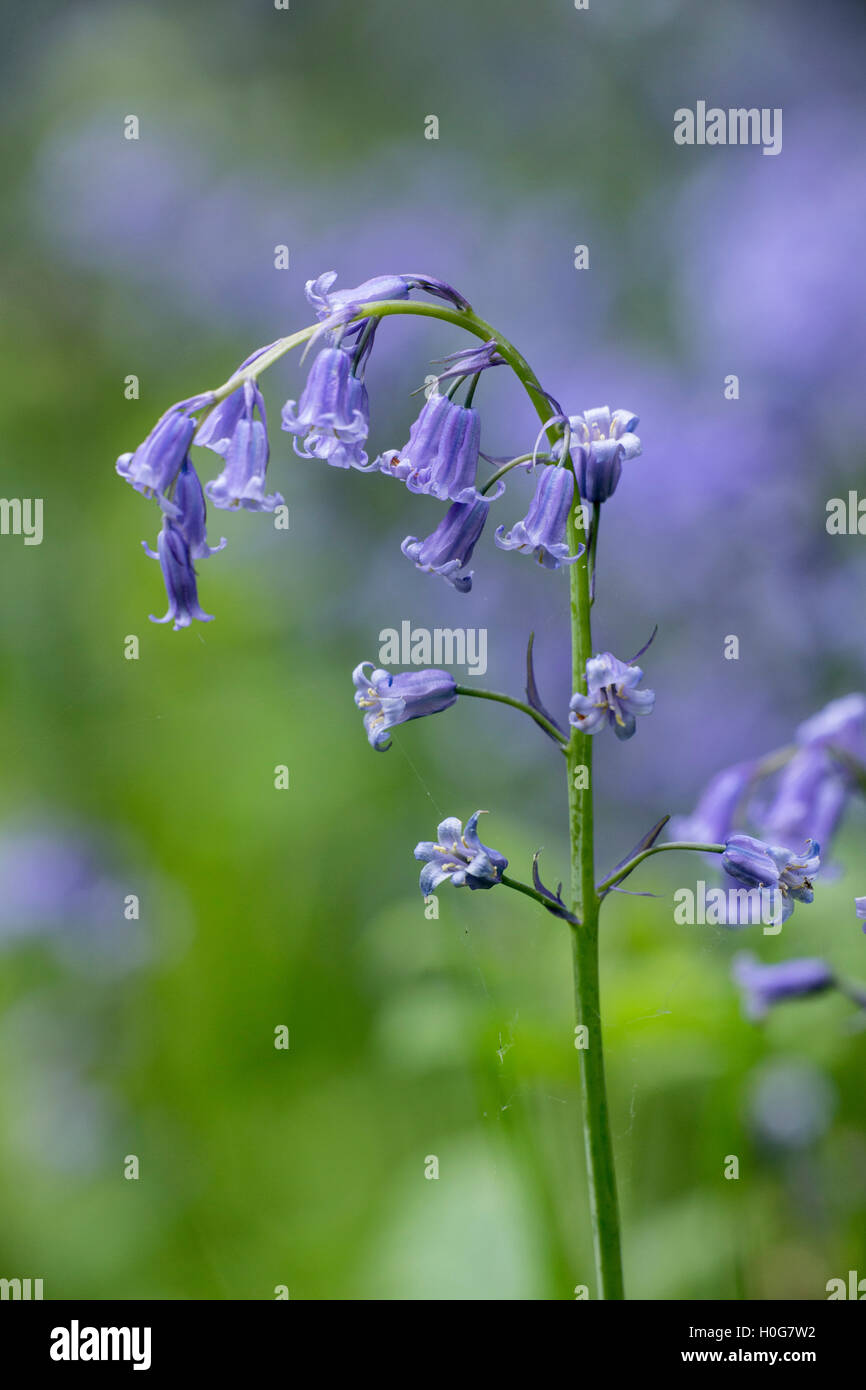 common bluebell (Hyacinthoides non-scripta) flower in ancient woodland ...