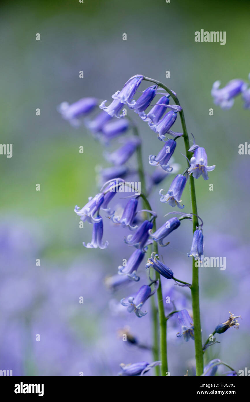 common bluebell (Hyacinthoides non-scripta) flower in ancient woodland ...