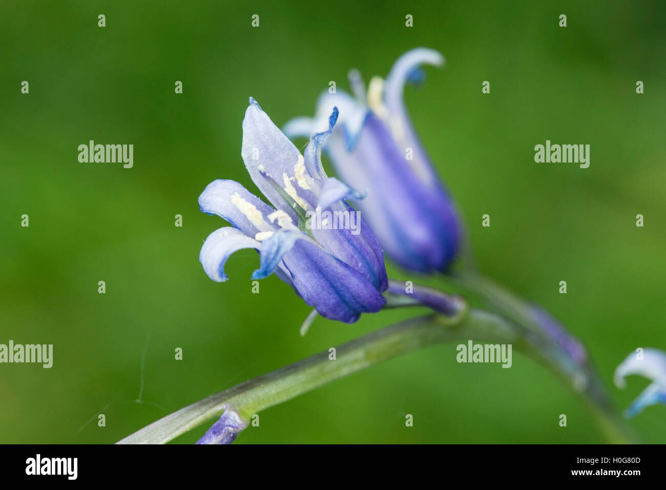 common bluebell (Hyacinthoides non-scripta) flower in ancient woodland ...