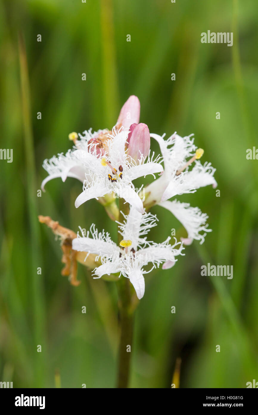 bogbean flower (Menyanthes trifoliata) growing in marsh in Norfolk ...