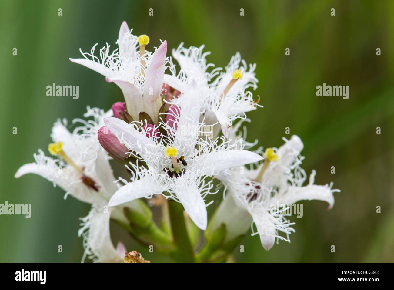 bogbean flower (Menyanthes trifoliata) growing in marsh in Norfolk ...