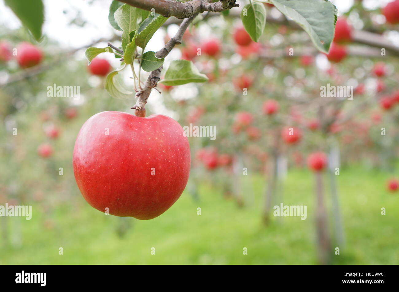 Fresh red apple hanging on the tree in garden Stock Photo - Alamy