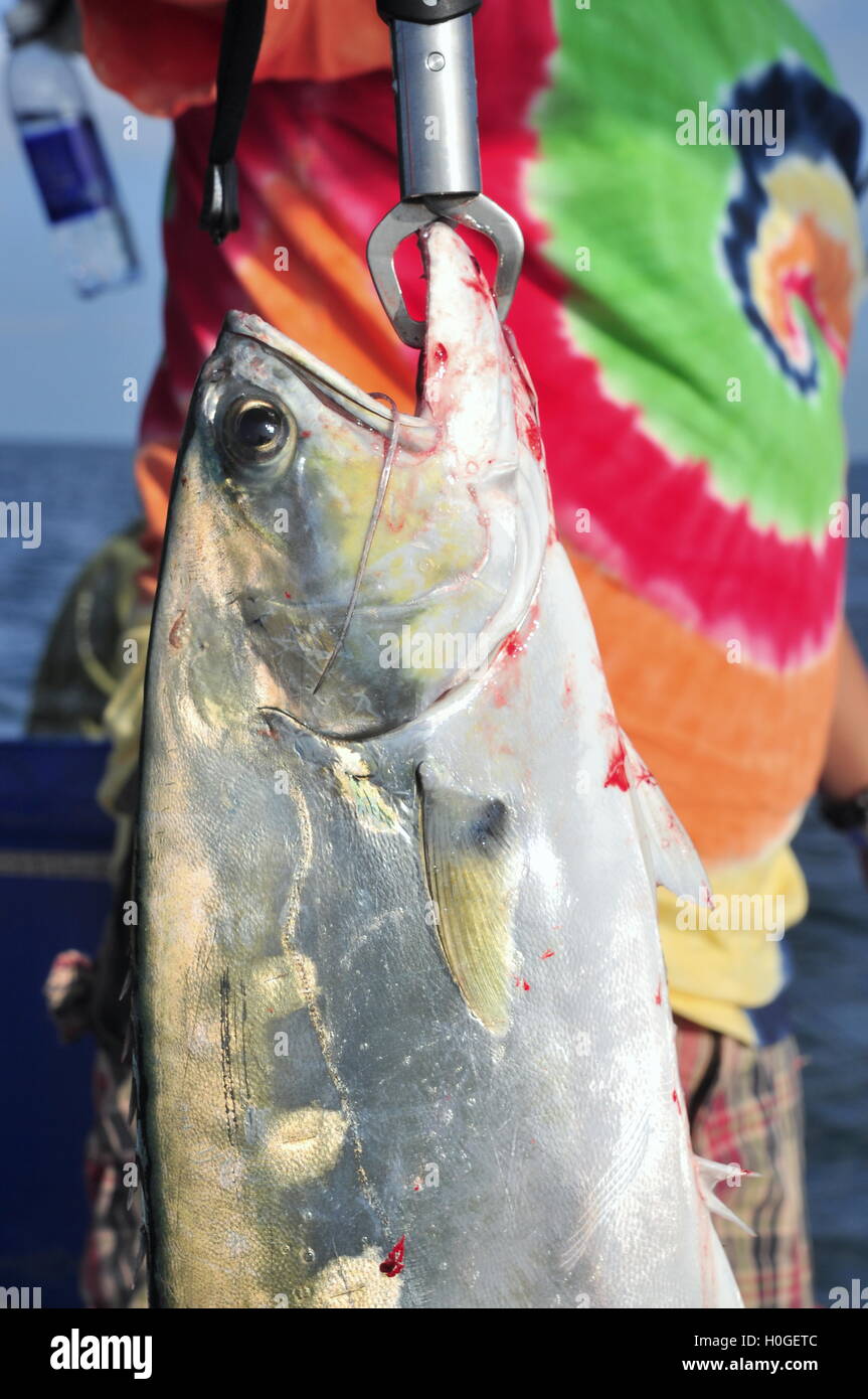 Queenfish High Resolution Stock Photography and Images - Alamy