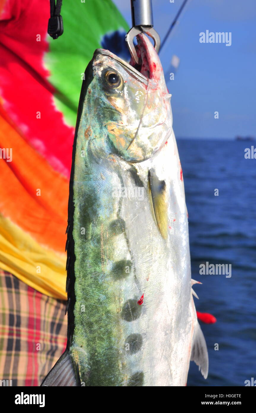 Queenfish is hooked in the sea Stock Photo - Alamy