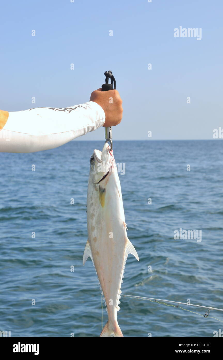 Queenfish is hooked in the sea Stock Photo - Alamy