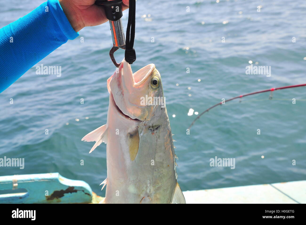 Queenfish is hooked in the sea Stock Photo - Alamy