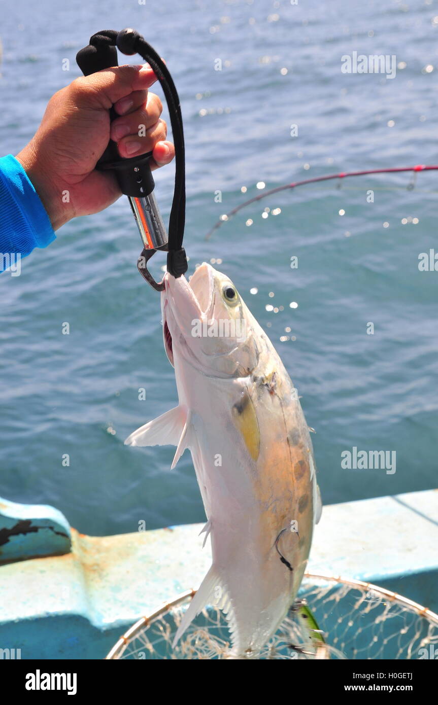 Queenfish hi-res stock photography and images - Alamy