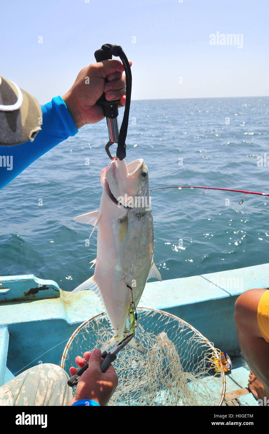 Queenfish hi-res stock photography and images - Alamy