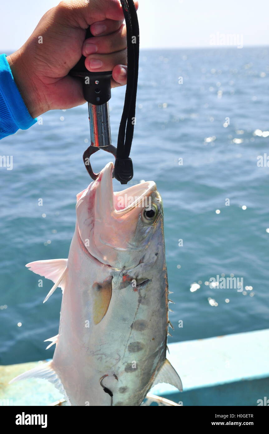 Queenfish hi-res stock photography and images - Alamy