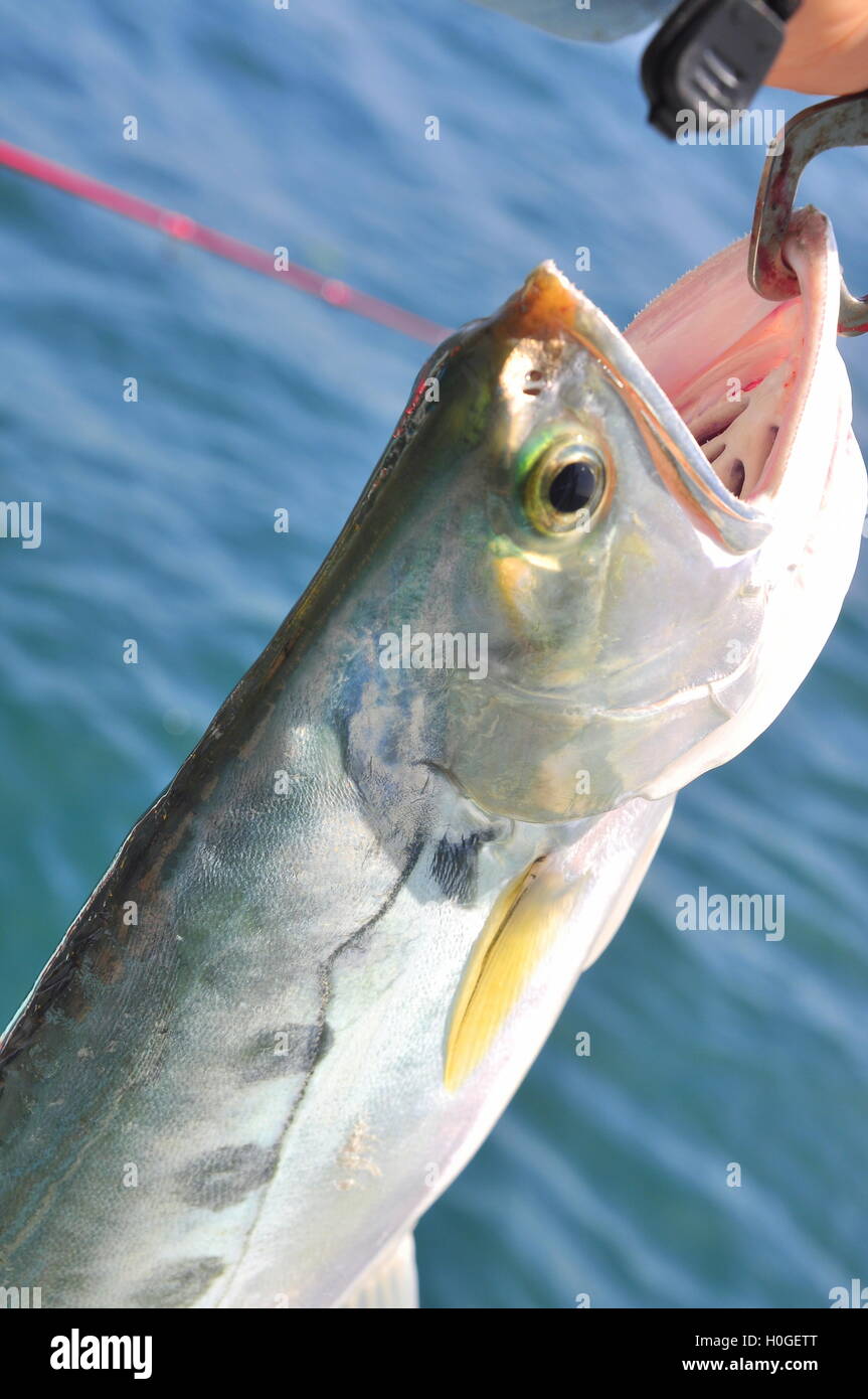 Queenfish High Resolution Stock Photography and Images - Alamy