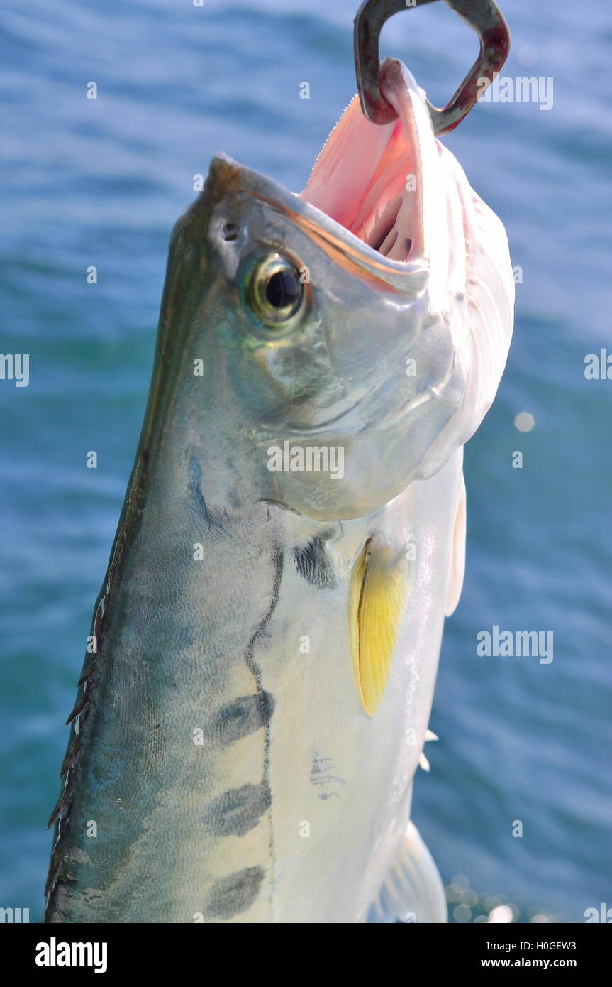 Queenfish hi-res stock photography and images - Alamy