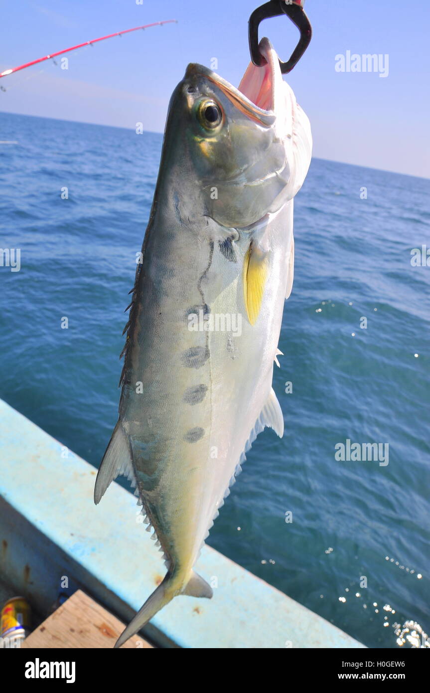 Queenfish hi-res stock photography and images - Alamy