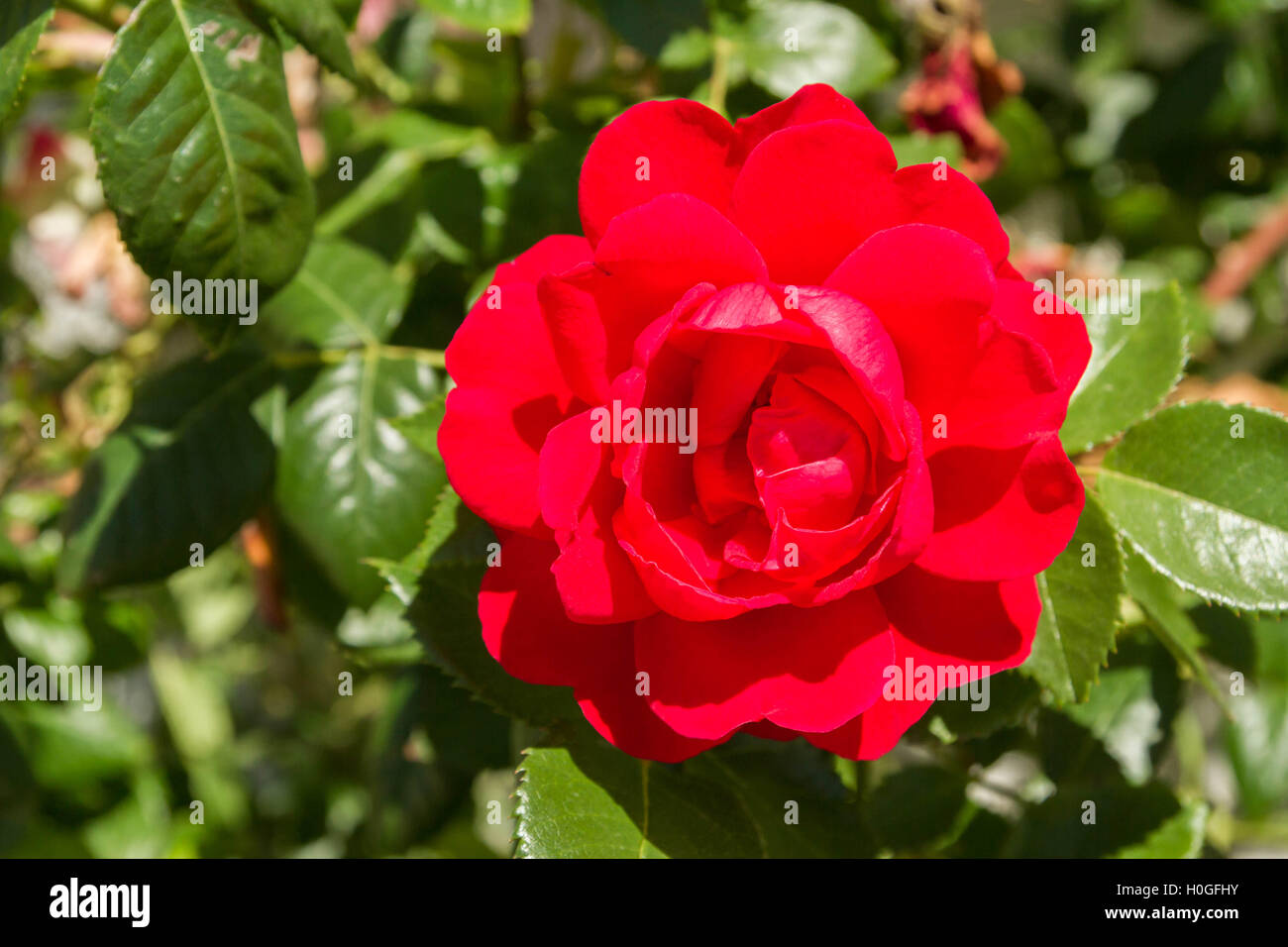 Beautiful flowers outside in the flowerbed Stock Photo - Alamy