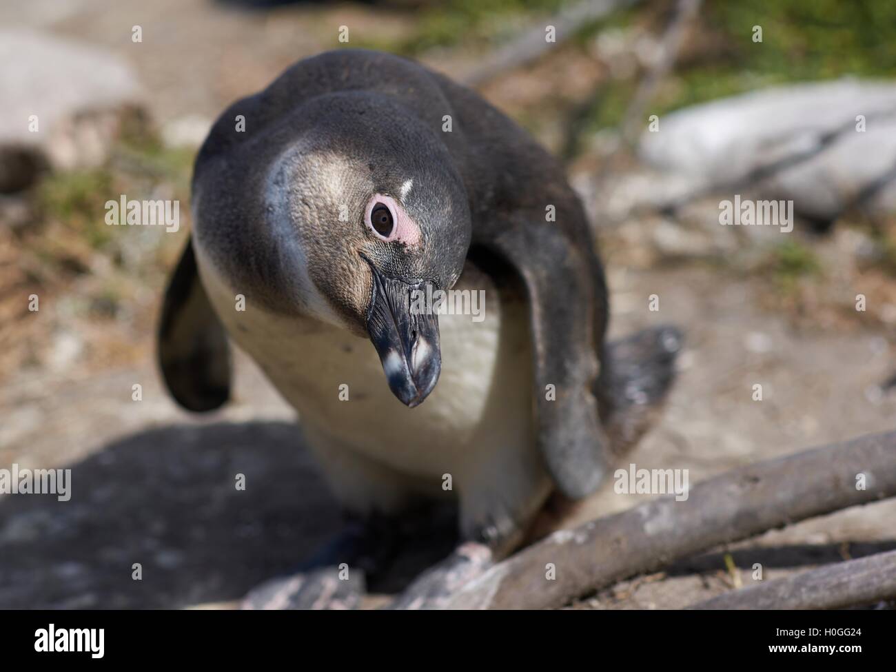 African Penguin (Spheniscus demersus Stock Photo - Alamy