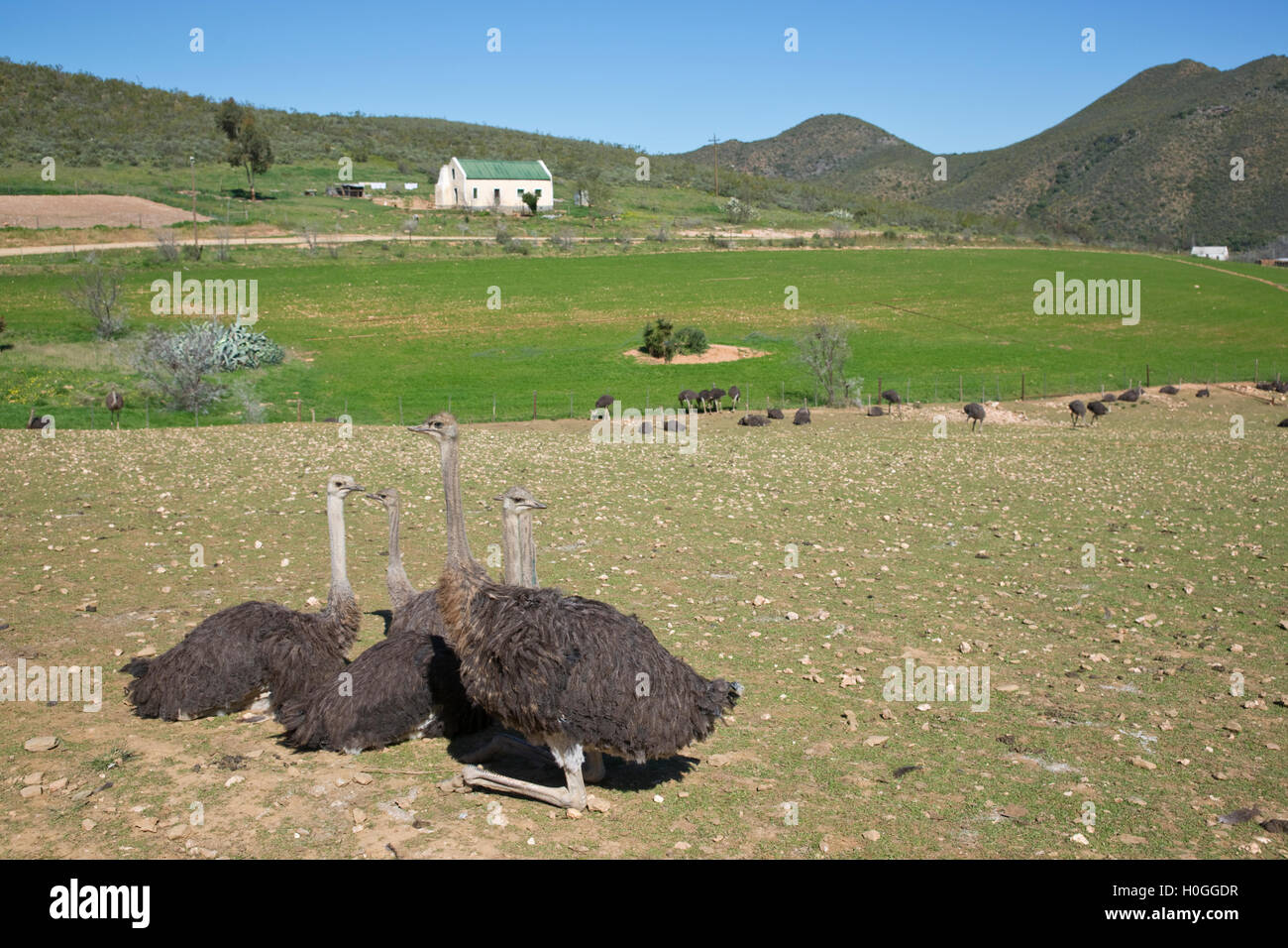 Ostrich farm south africa hi-res stock photography and images - Alamy