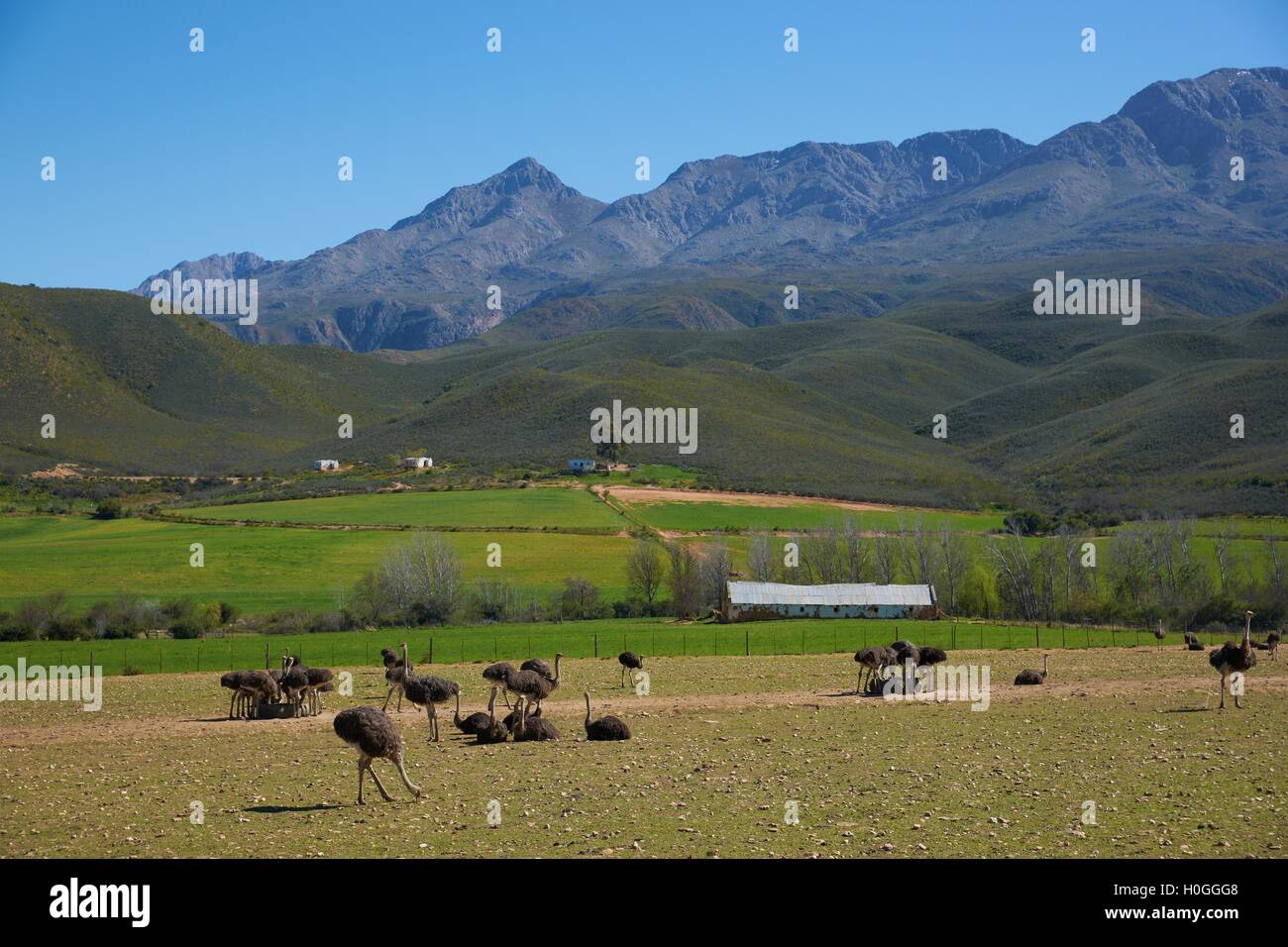 Ostrich farm south africa hi-res stock photography and images - Alamy