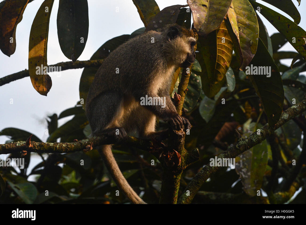 Monkey scimmia hi-res stock photography and images - Alamy