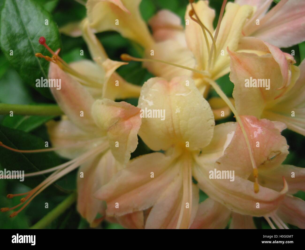 Peach blush rhododendron Stock Photo - Alamy