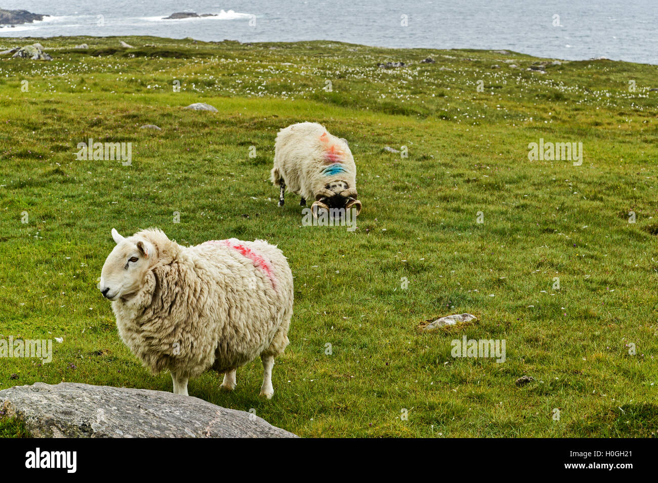 Sheep - Outer Hebrides Stock Photo - Alamy