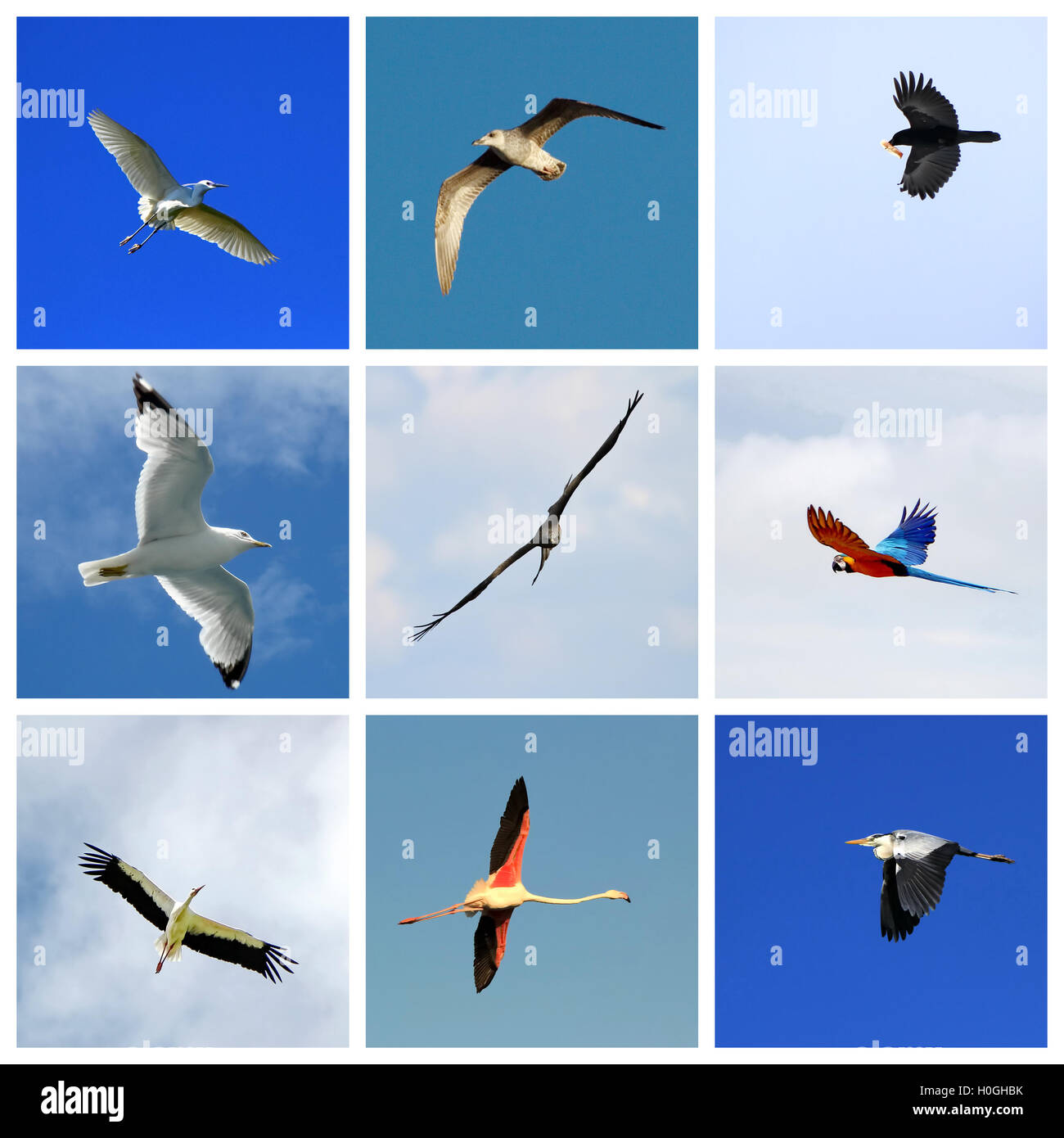 Set of flying birds Stock Photo - Alamy