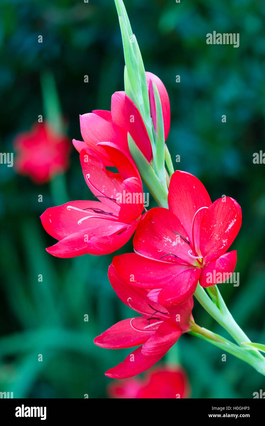 Single flower spike of the Autumn blooming bulb, Hesperantha coccinea ...