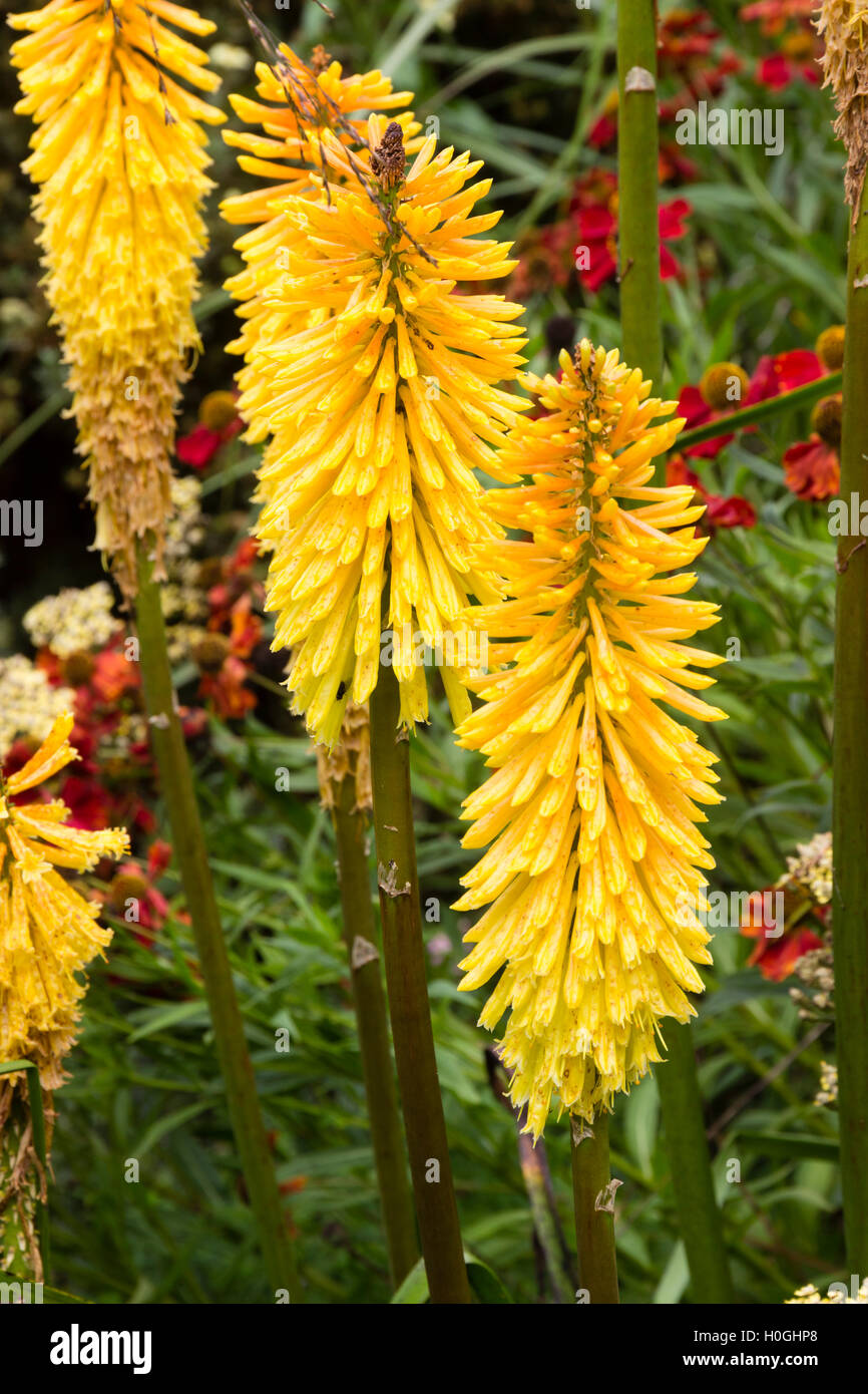 Orange-yellow flowers of the free flowering torch lily, Kniphofia ...