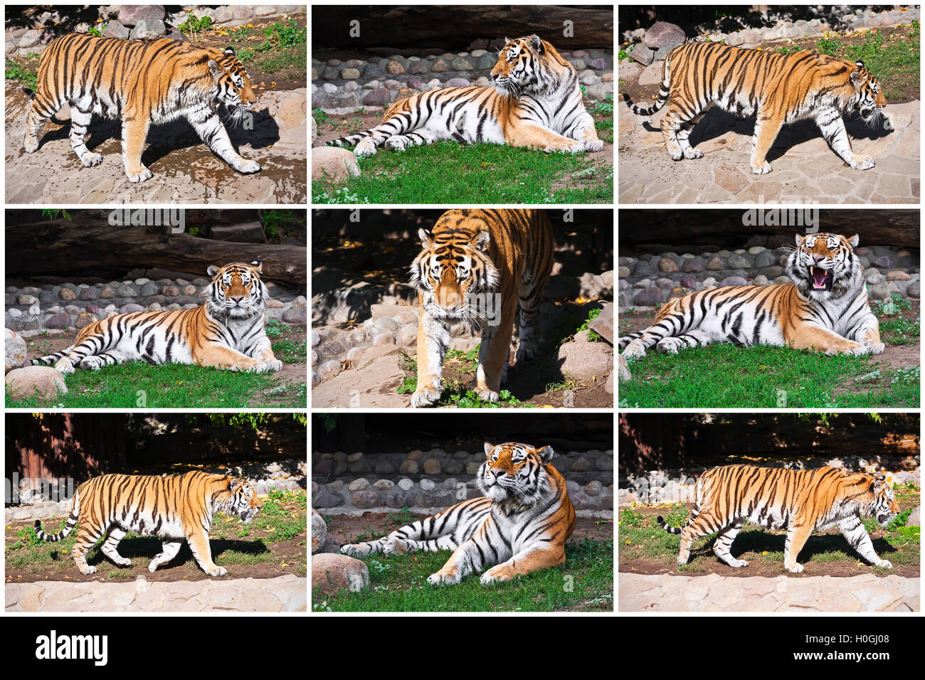 Hunt Tiger Hunt Hunter Tiger High Resolution Stock Photography and ...