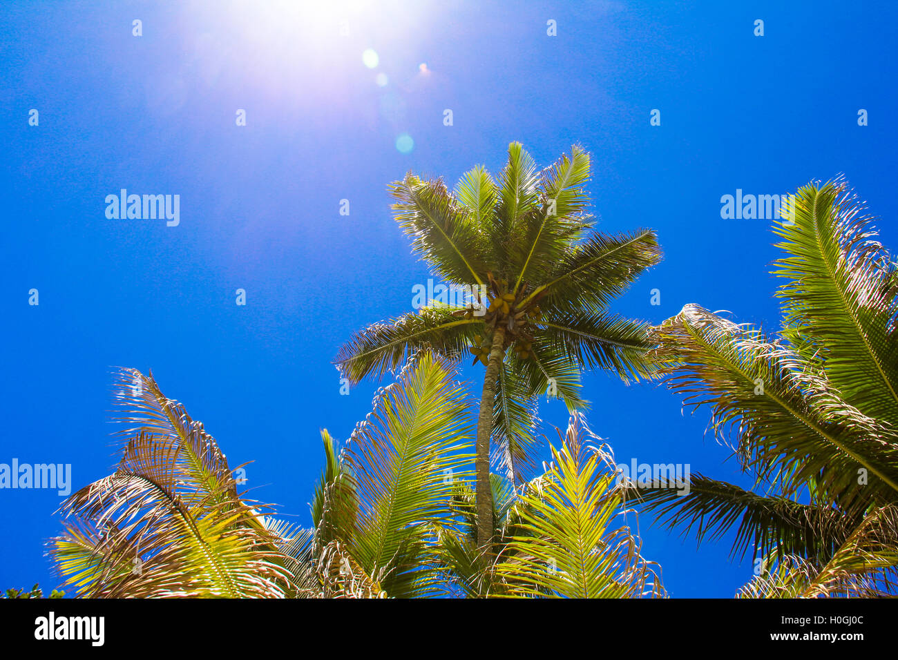 Coconut Palm tree on the sandy beach in Seyshelles Stock Photo - Alamy