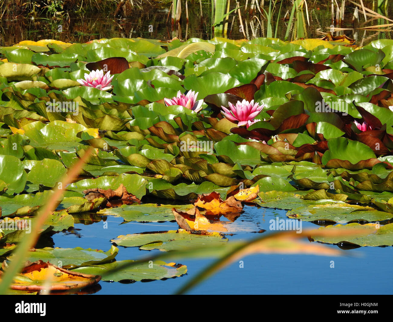 Red lotus flowers Stock Photo - Alamy