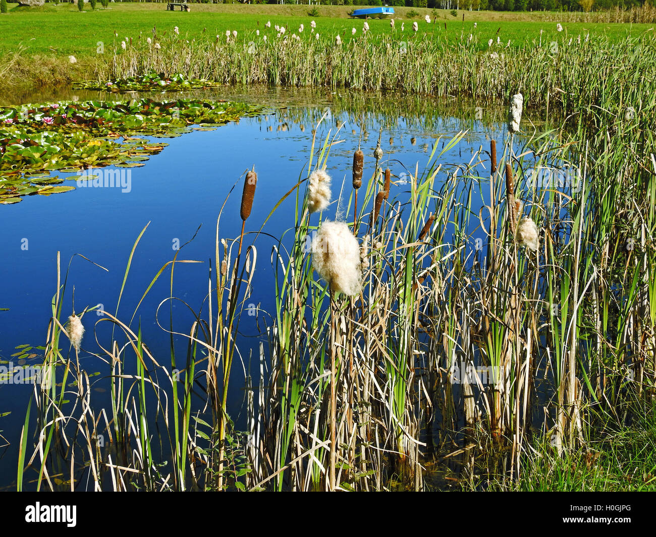 Sunlight through bulrush hi-res stock photography and images - Alamy