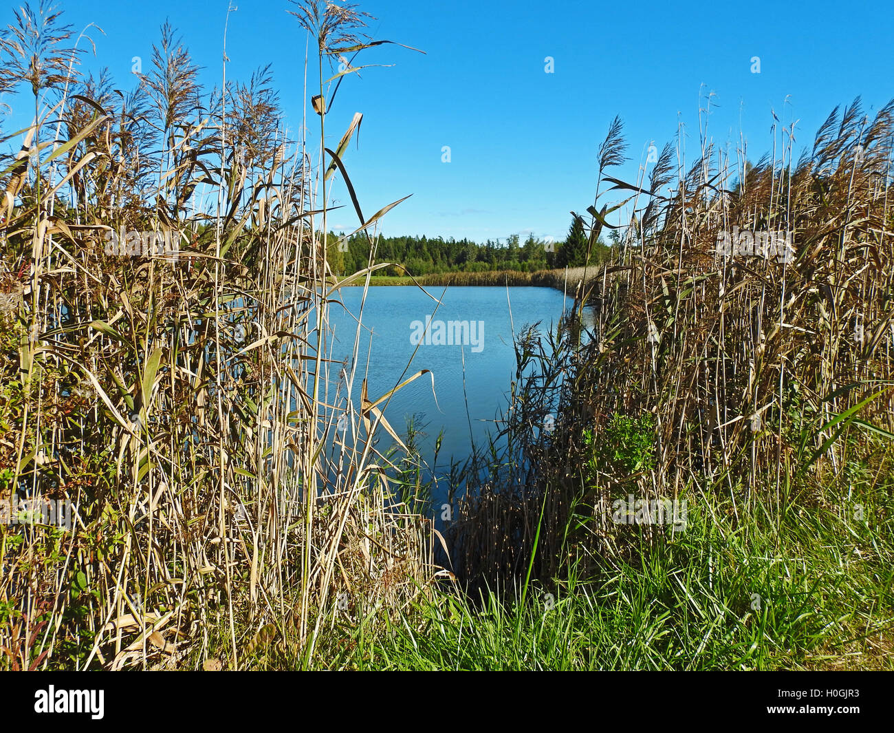 Sunlight through bulrush hi-res stock photography and images - Alamy