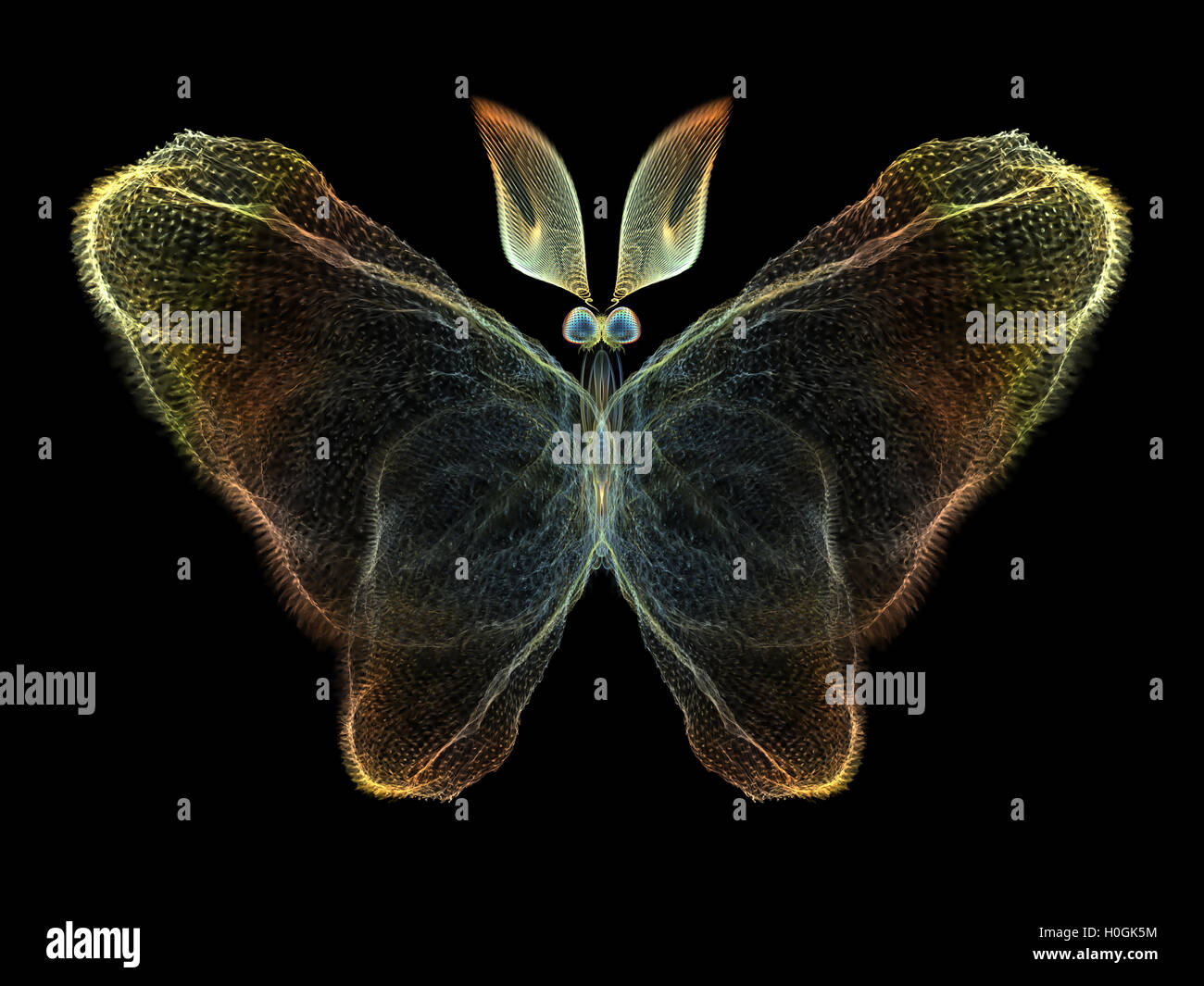Eye on butterfly wing hi-res stock photography and images - Alamy