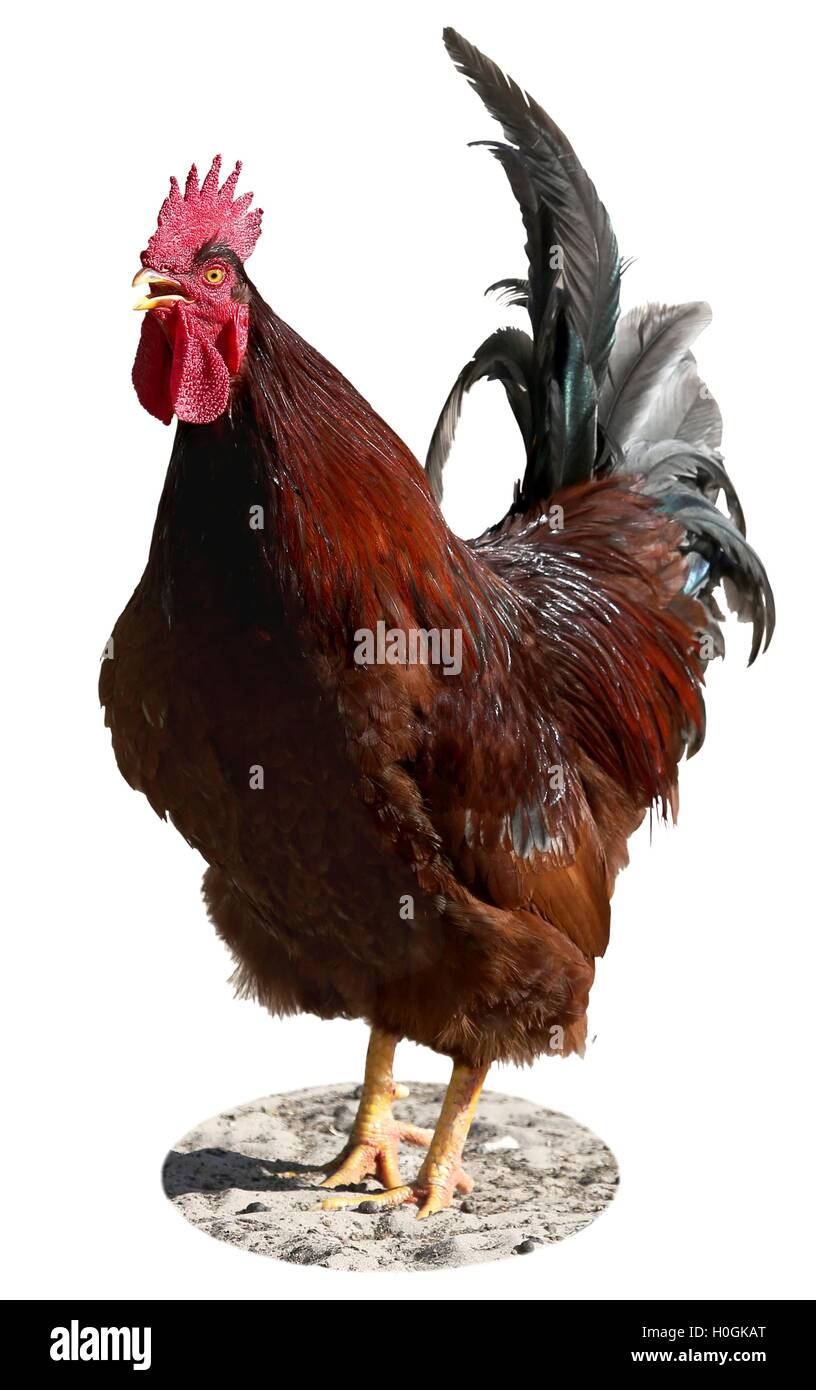 Red Rooster Crowing Stock Photo - Alamy
