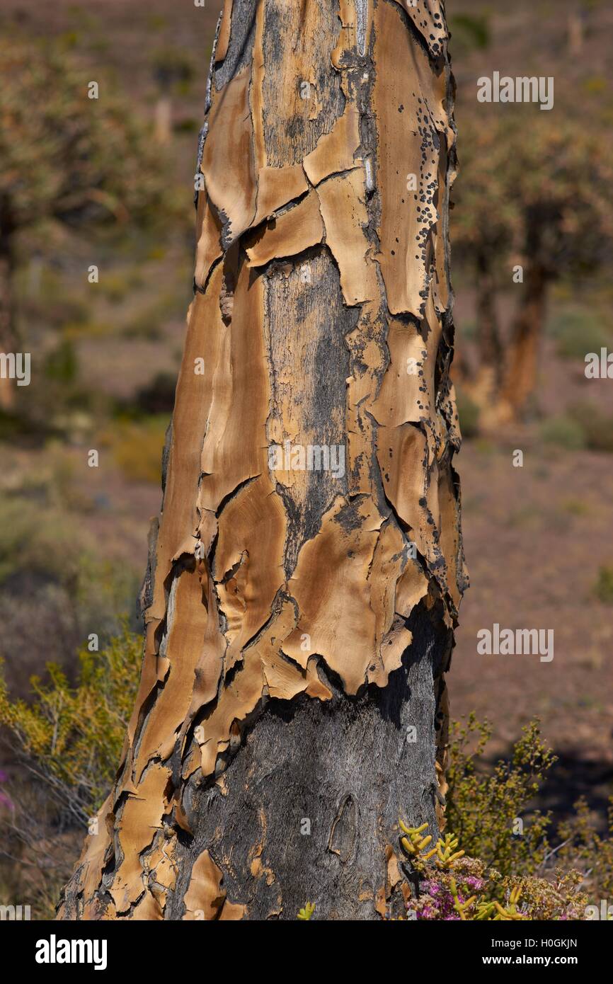 Flaky tree bark hi-res stock photography and images - Alamy