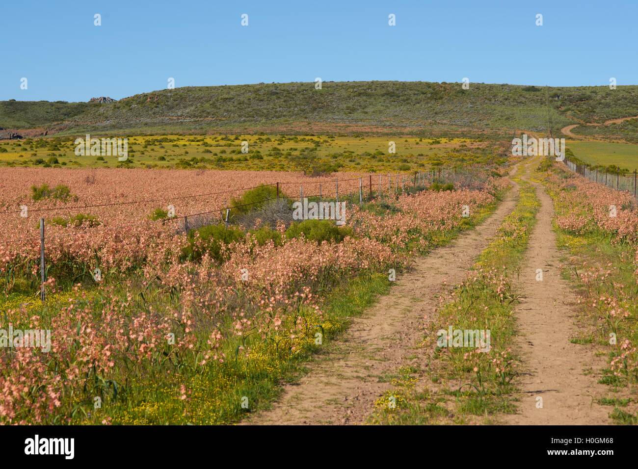 South africa northern cape farm hi-res stock photography and images - Alamy