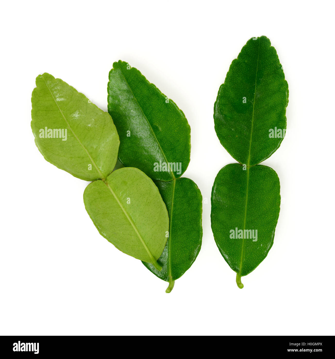 kaffir lime leaf Stock Photo - Alamy